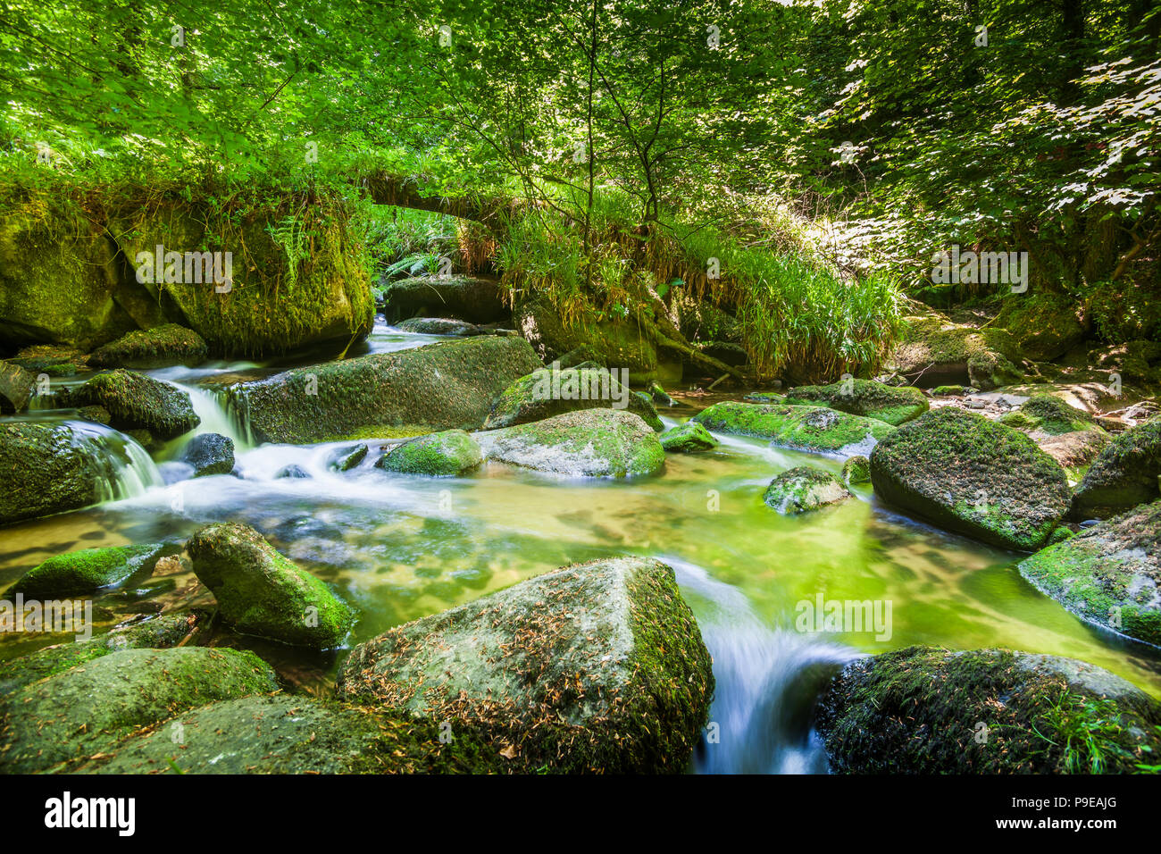 view of kennall vale cornwall nature reserve site of the old powder ...