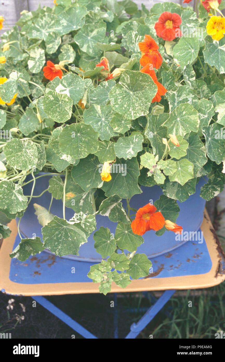Nasturtium tropaeolum nasturtiums close up hi-res stock photography and ...