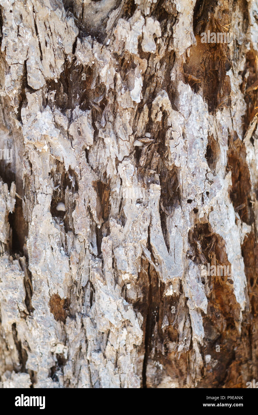 the bark of an old tree texture, natural background Stock Photo - Alamy