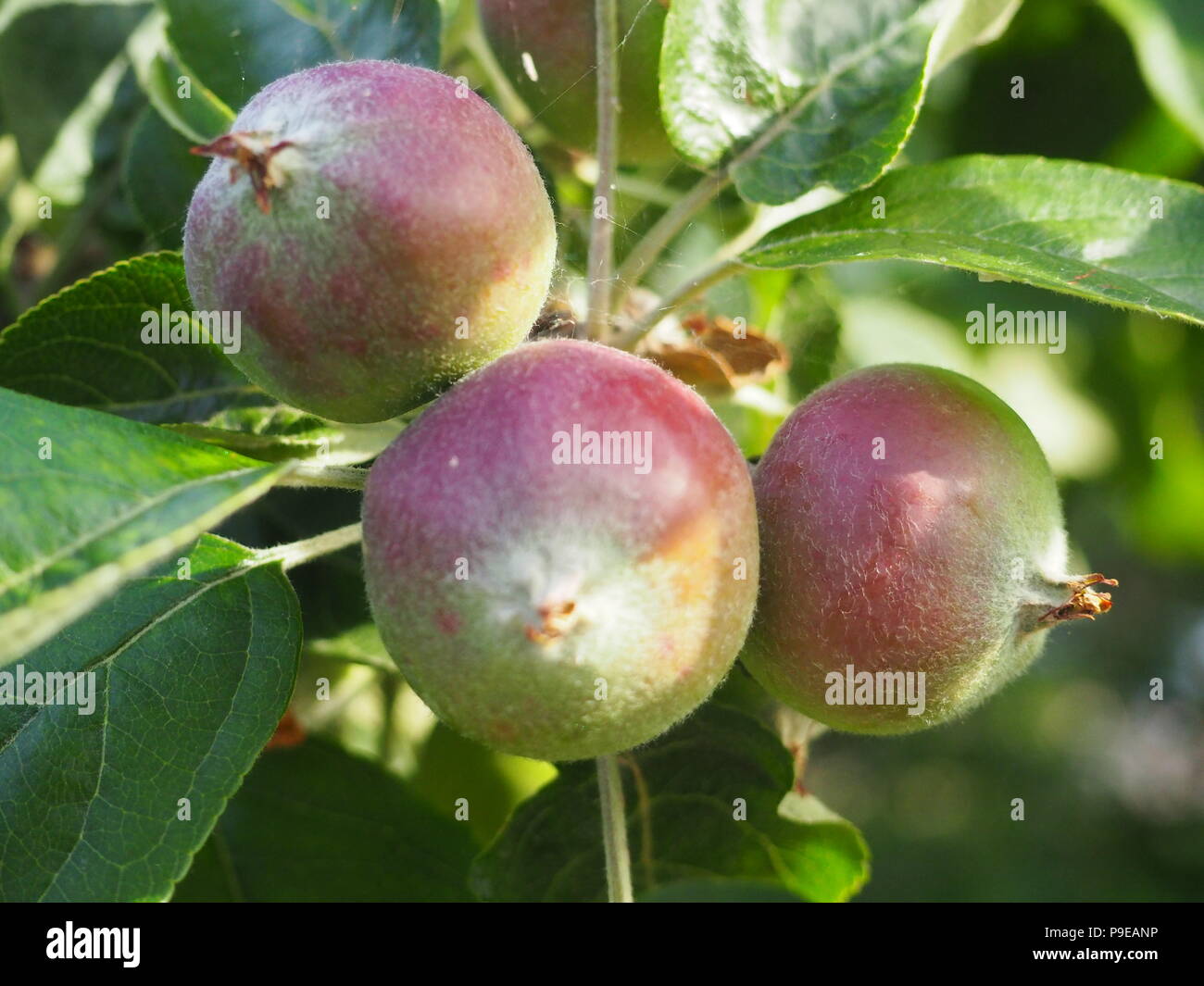Aples hi-res stock photography and images - Alamy