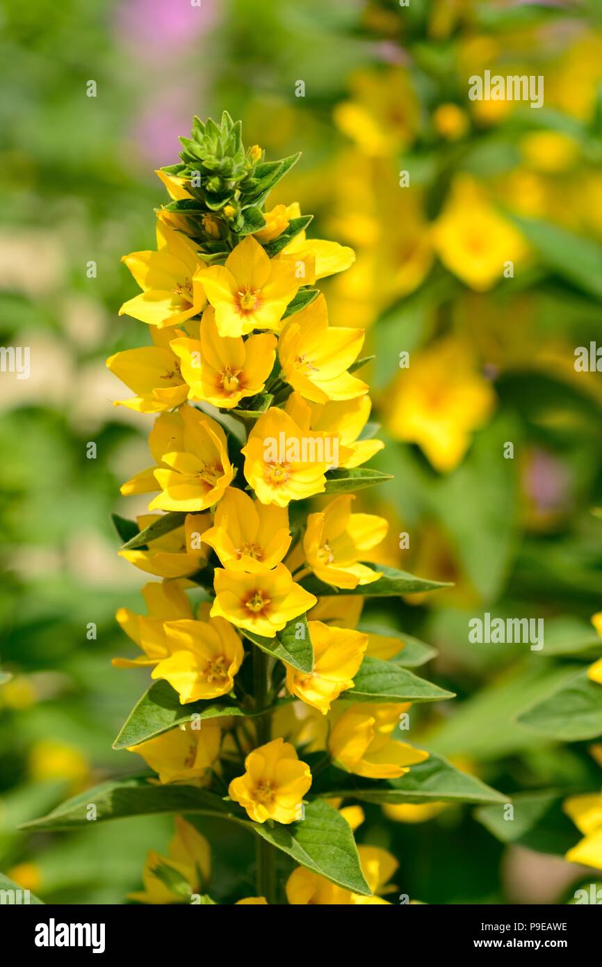 Close up of dotted losestrife (lysimachia punctata) in bloom Stock ...
