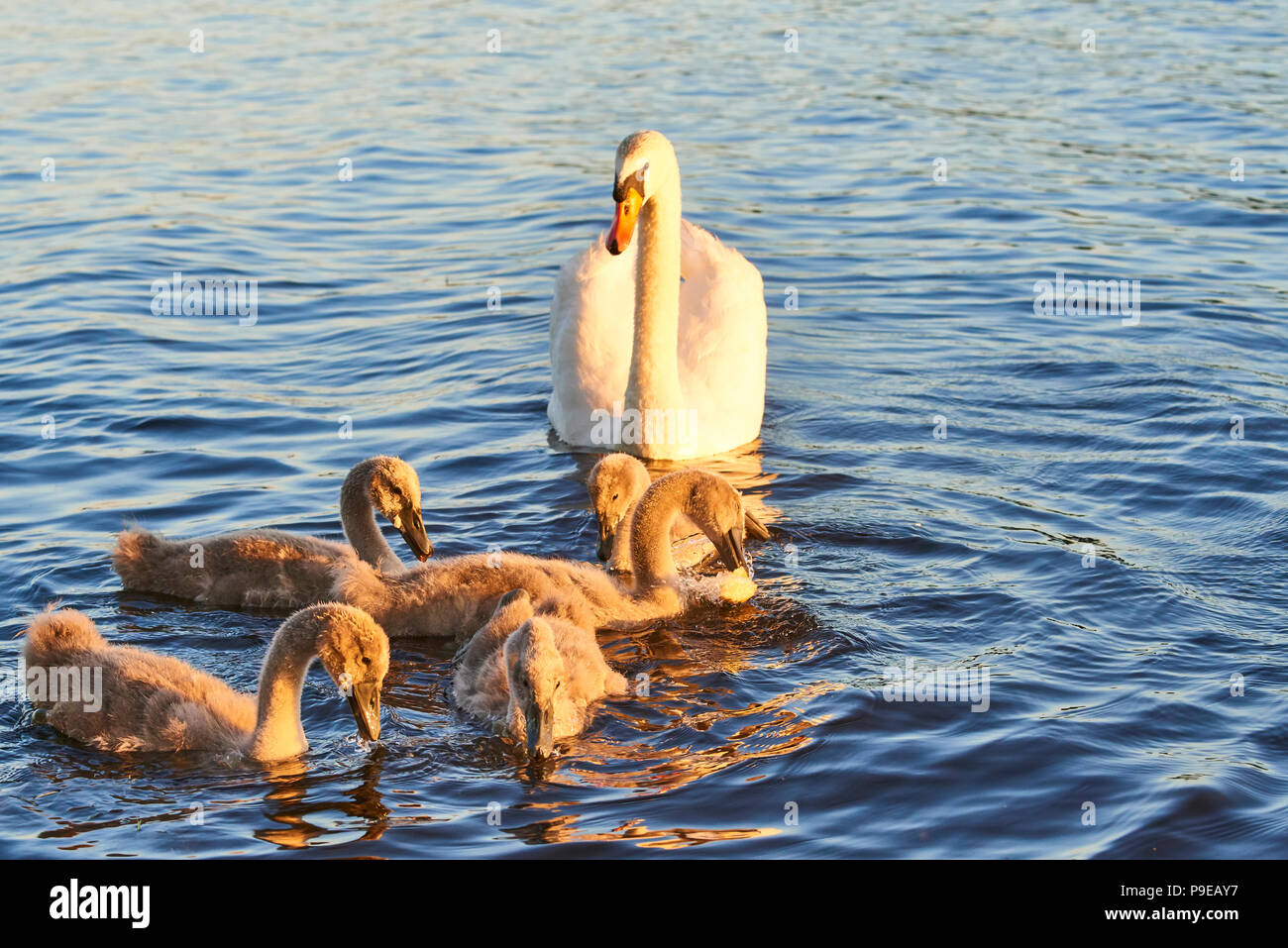 Swans family floating on the lake at sunset. Swans with nestlings. Swan ...