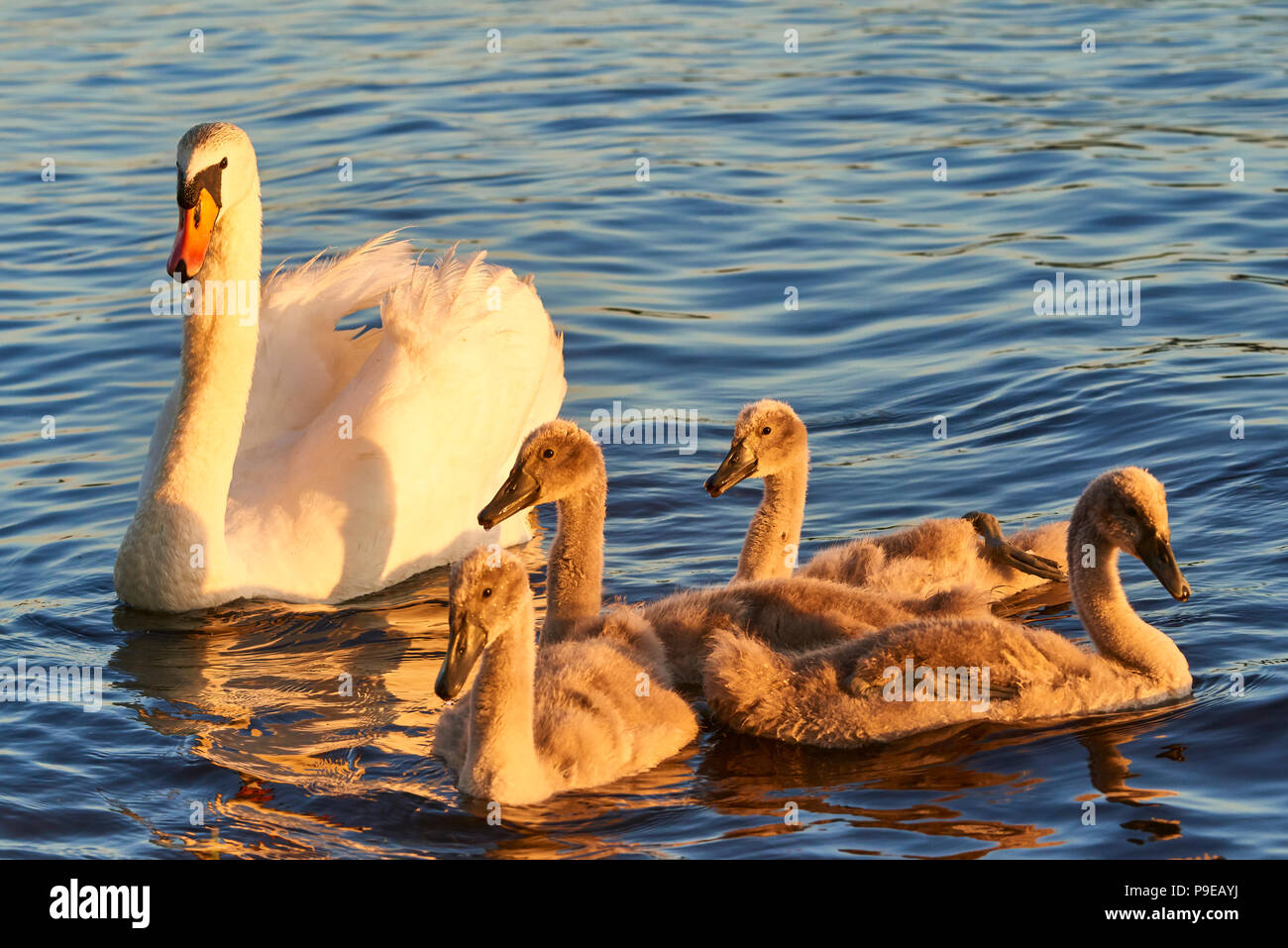 Swans family floating on the lake at sunset. Swans with nestlings. Swan ...