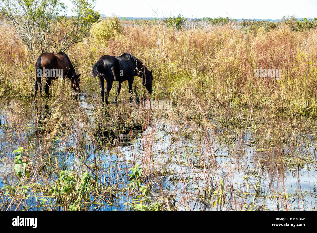 Paynes Prairie State Park High Resolution Stock Photography and Images ...