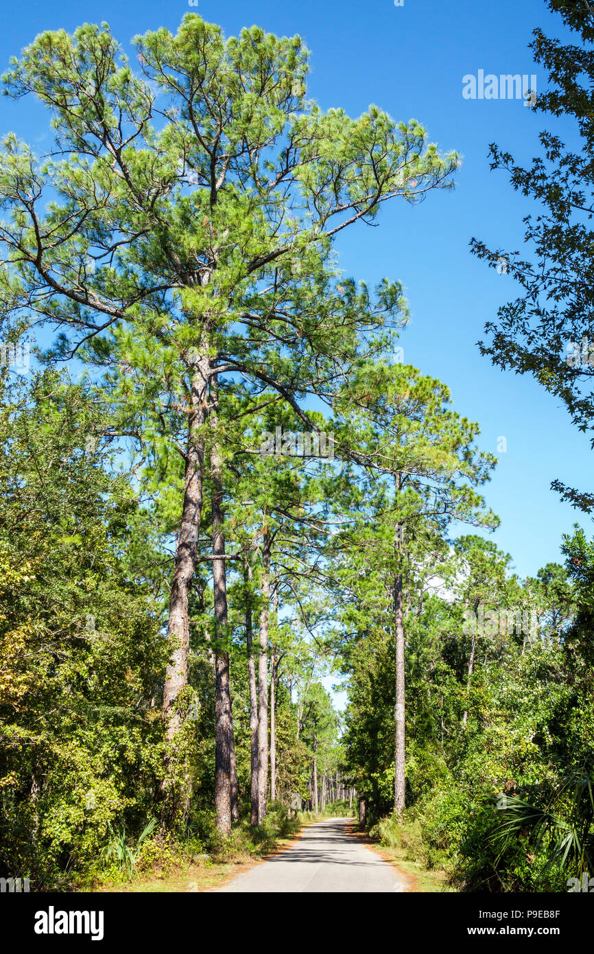 Longleaf pine trees hi-res stock photography and images - Alamy