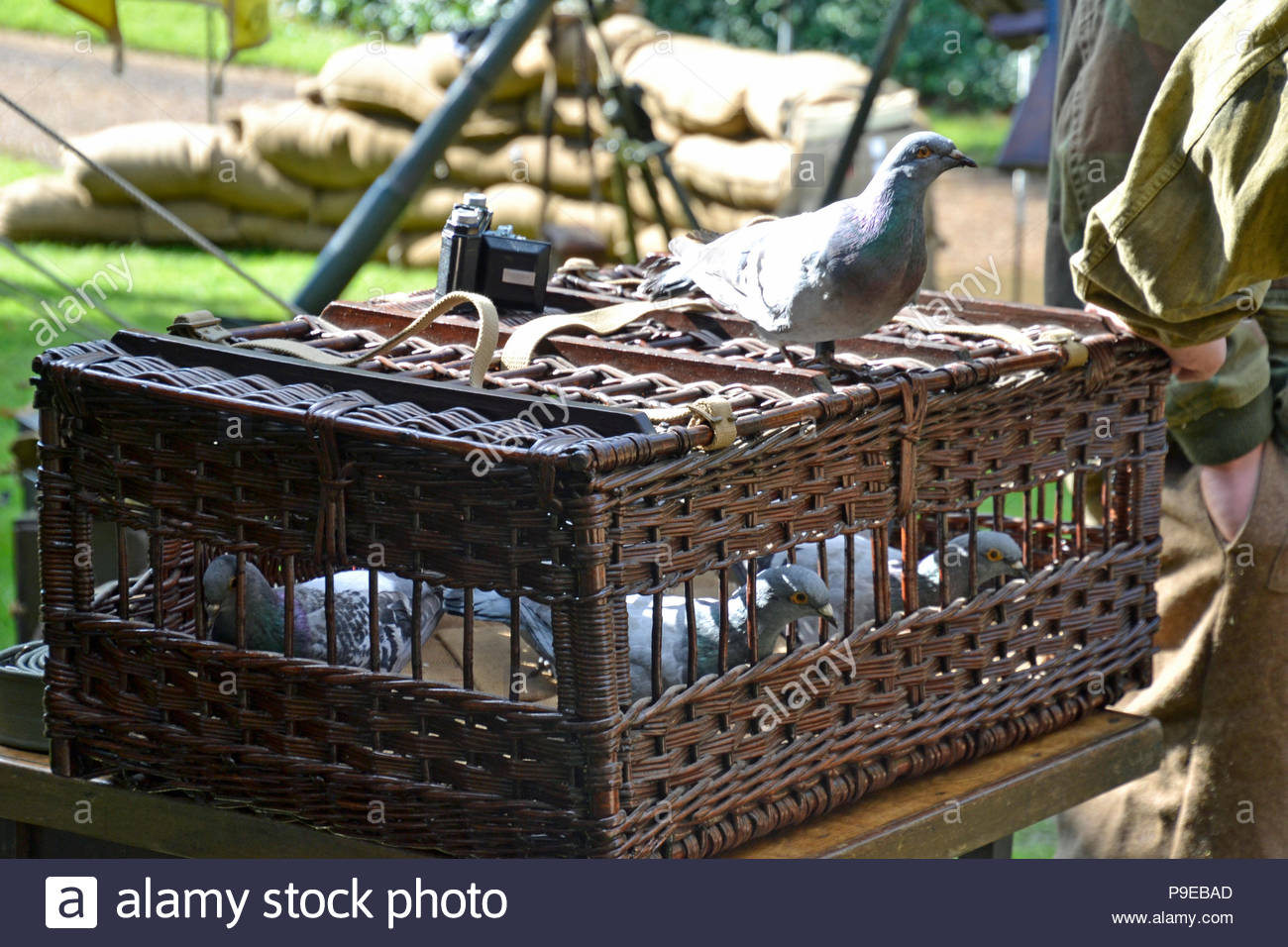 War Pigeon Stock Photos & War Pigeon Stock Images - Alamy