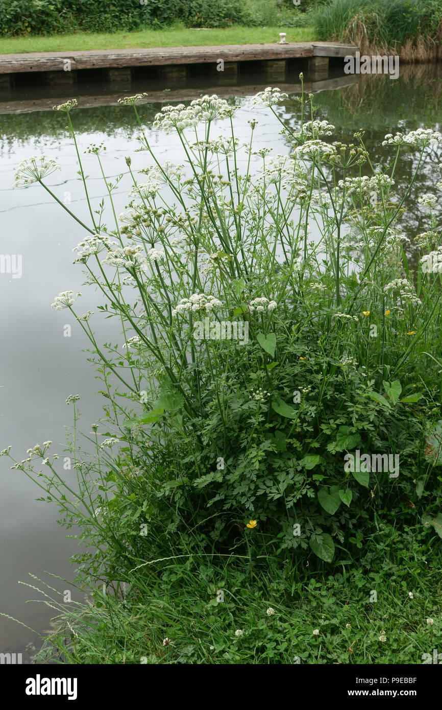 Cowbane hi-res stock photography and images - Alamy