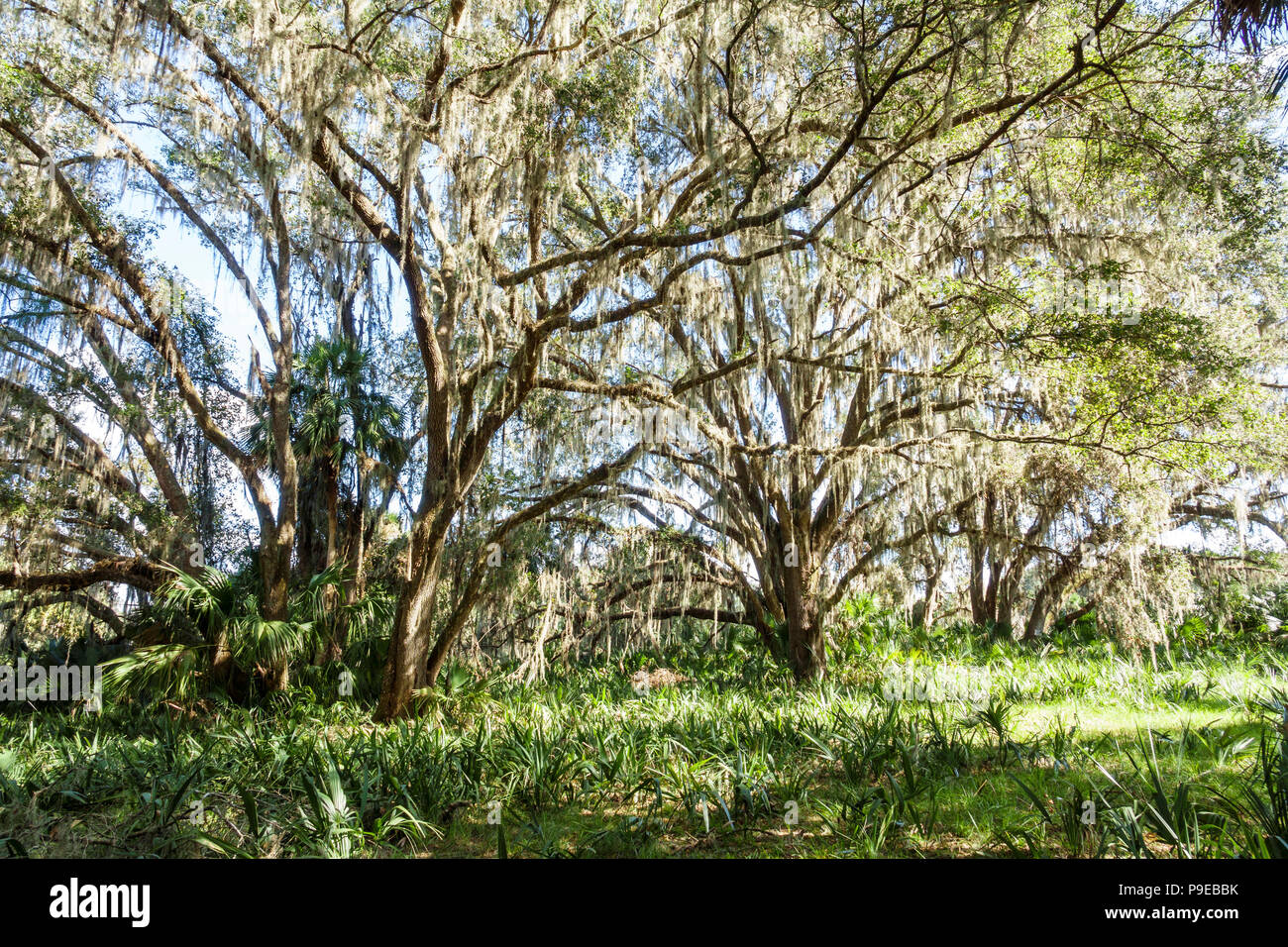 Gainesville Florida,Micanopy,Paynes Prairie Ecopassage Nature Preserve ...