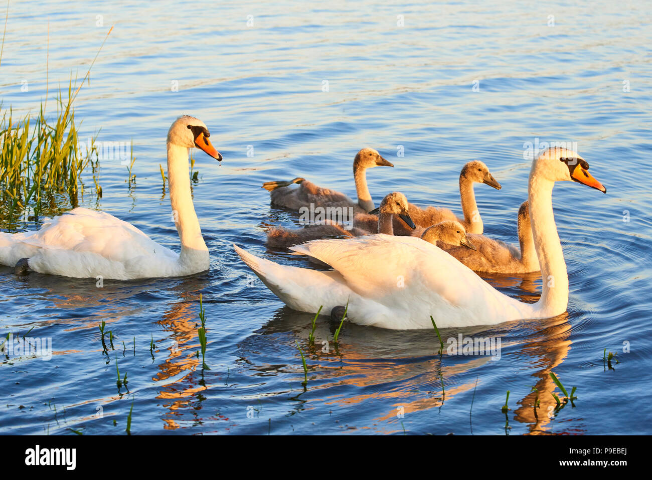 Swans family floating on the lake at sunset. Swans with nestlings. Swan ...