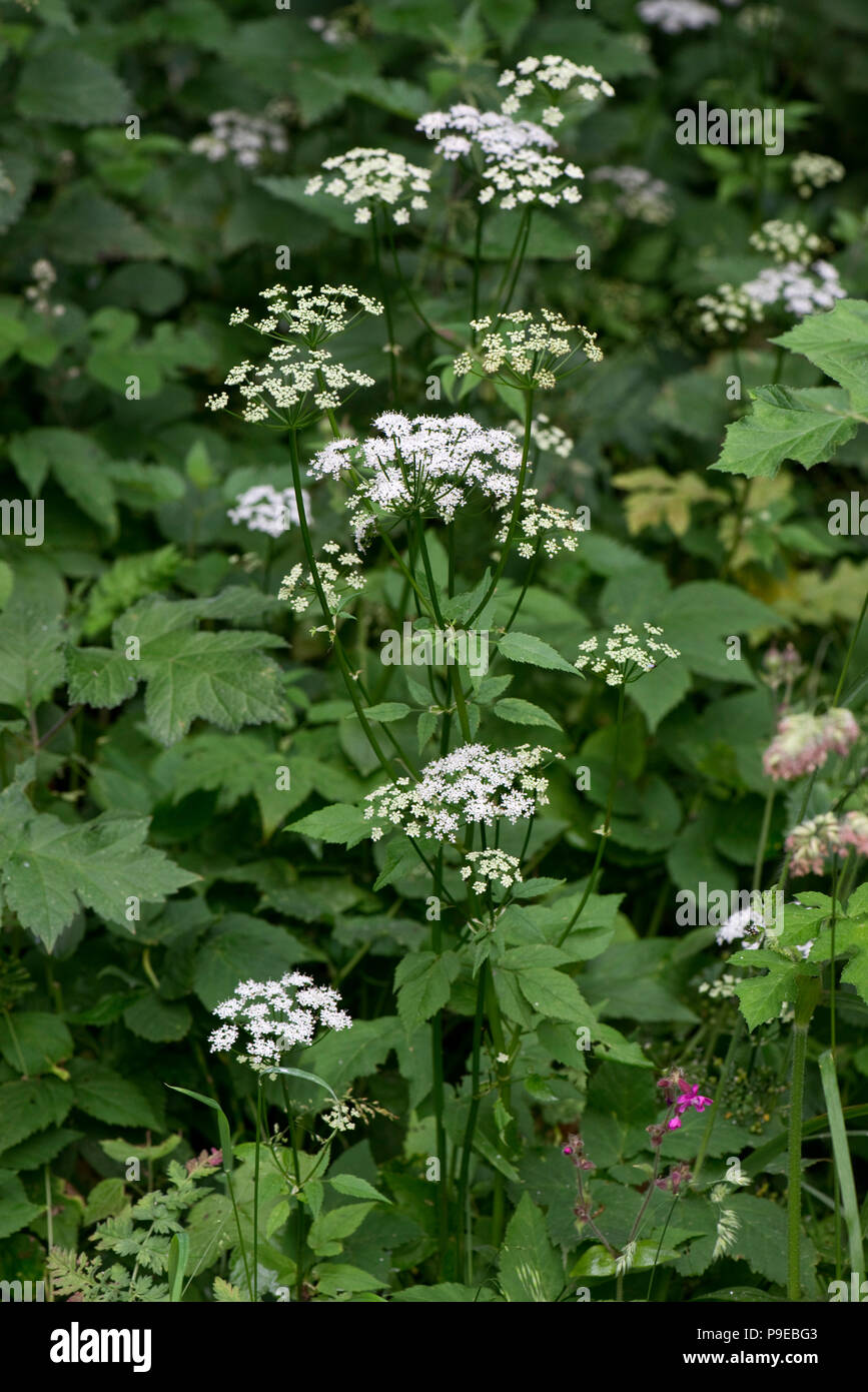 Ground elder, goutweed or bishop's weed, Aegopodium podagraria ...