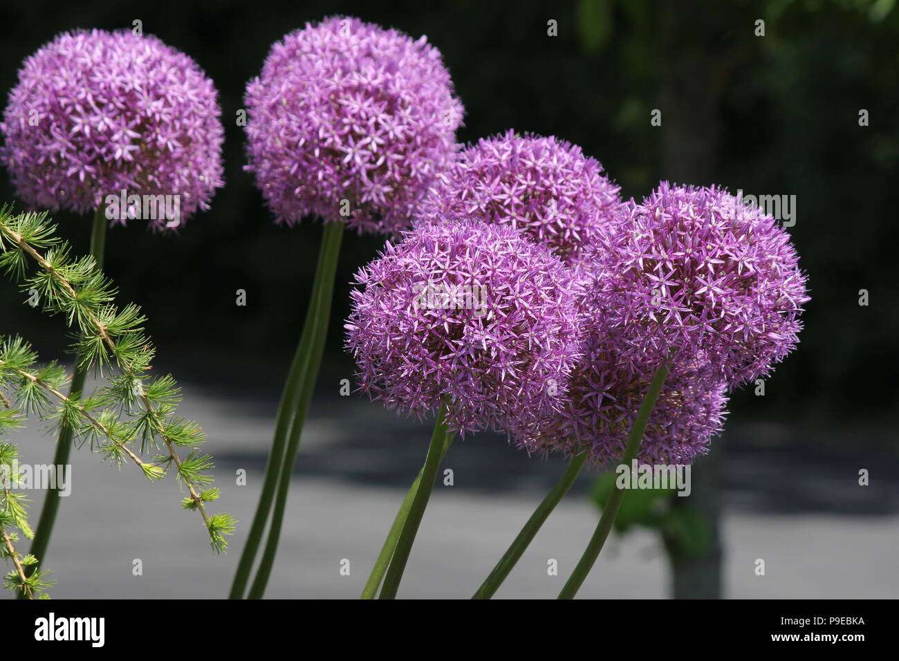 Pretty purple Allium flowers growing in a small flower garden in early ...