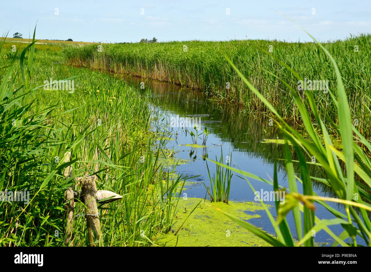 Welney cambridgeshire england hi-res stock photography and images - Alamy