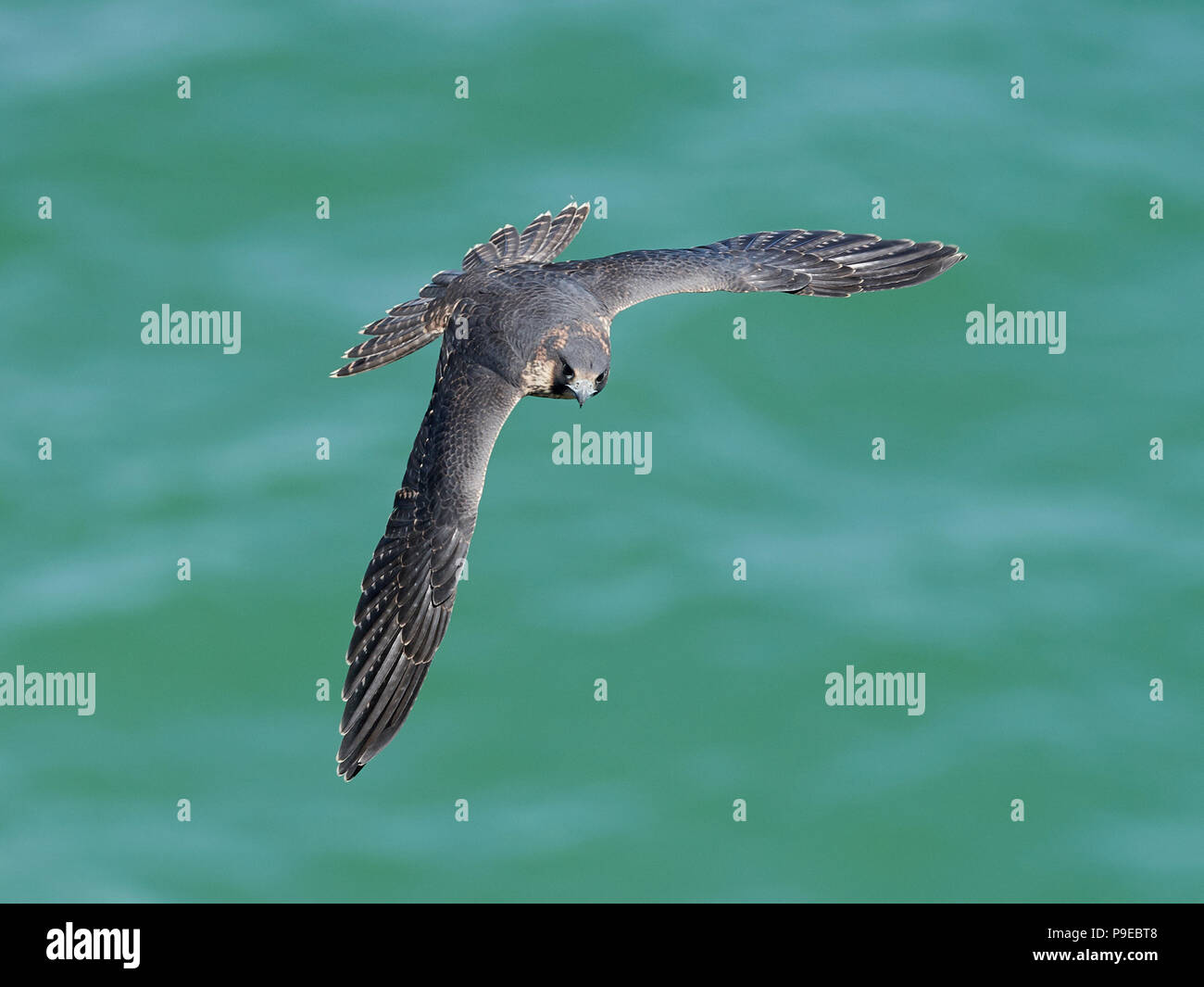 Peregrine falcon in its natural habitat in Denmark Stock Photo - Alamy