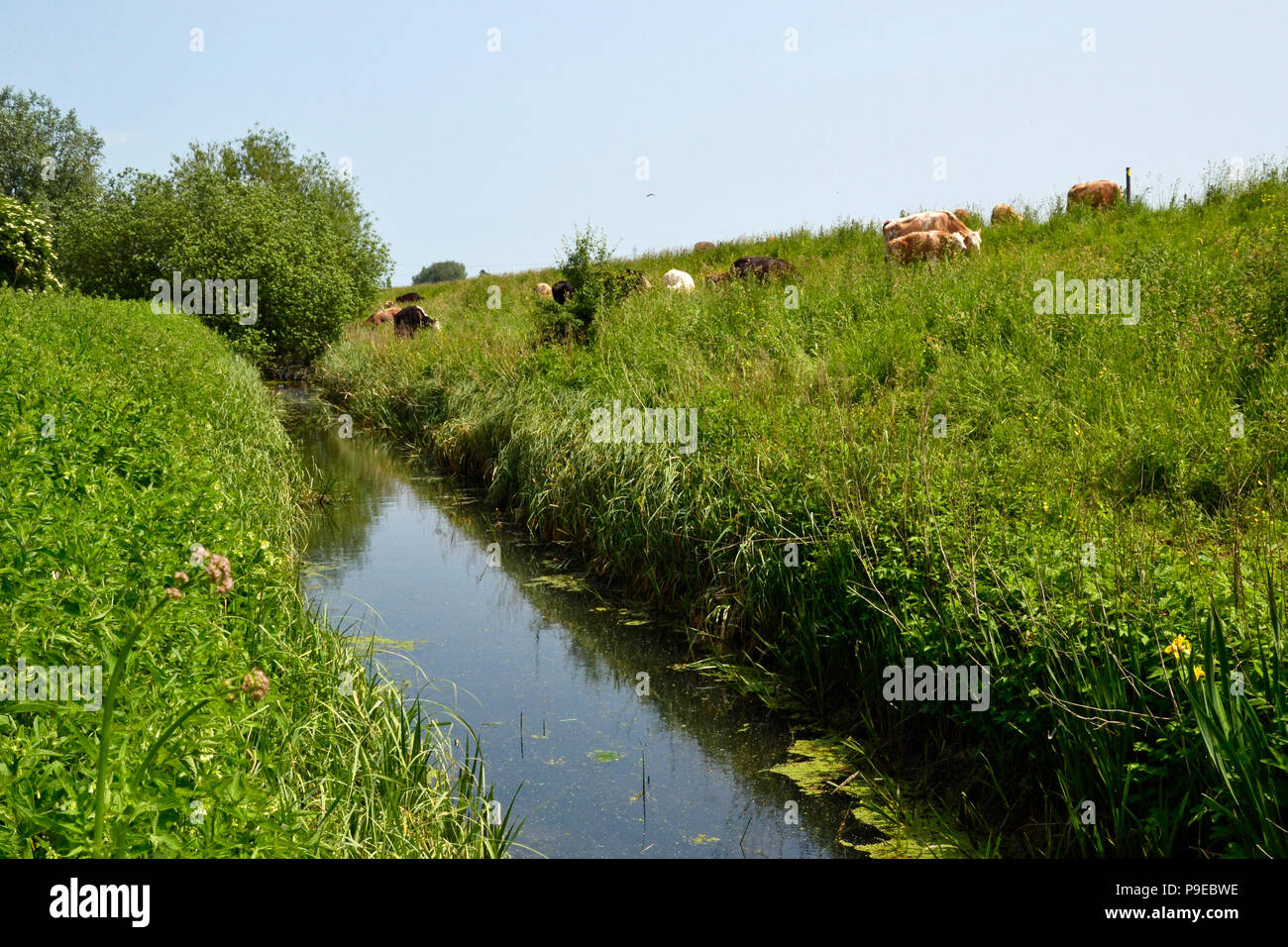 WWT Welney Wetland Centre, Wisbech, Cambridgeshire, England, UK Stock ...