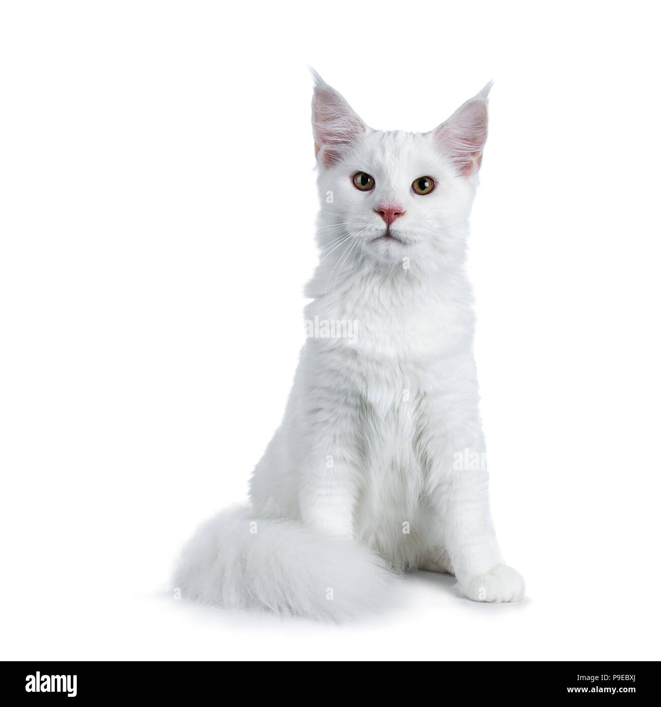 Solid white Maine Coon cat kitten with attitude sitting up straight ...