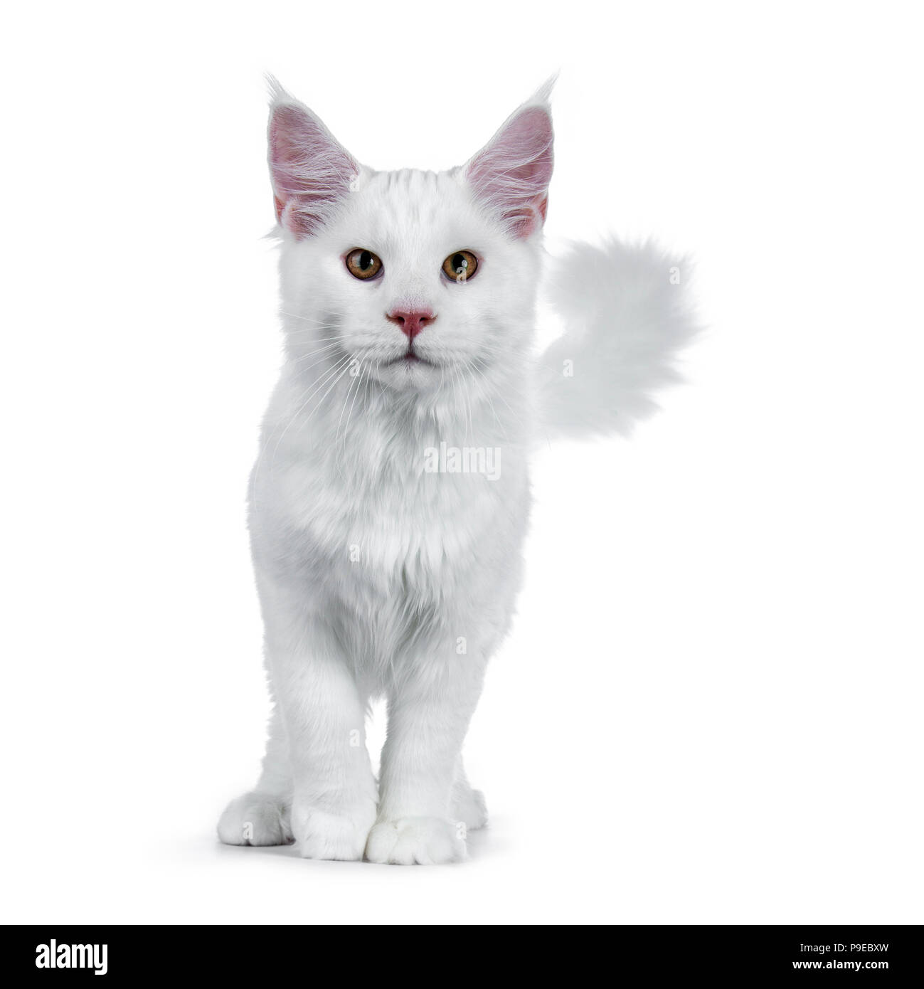 Solid white Maine Coon cat kitten with attitude walking / standing ...