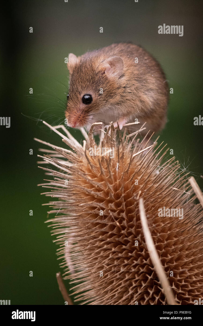 Small brown mouse hi-res stock photography and images - Alamy