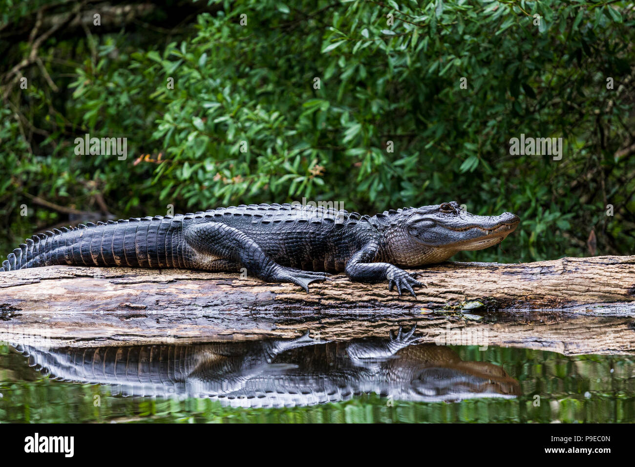 Adult Alligator Resting on a Log Stock Photo - Alamy
