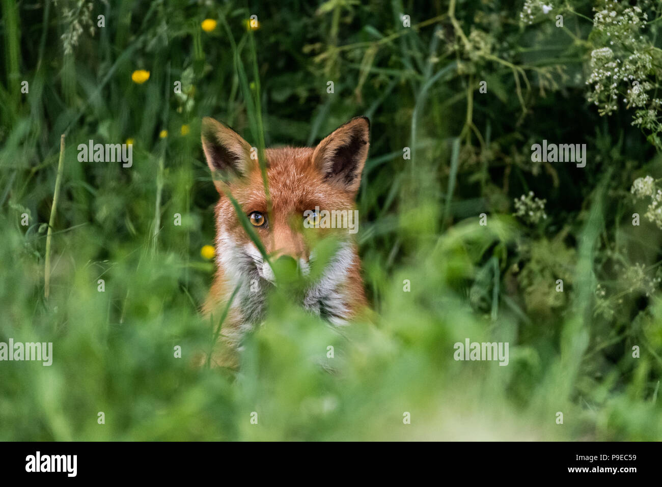 Spotted fox face hi-res stock photography and images - Alamy