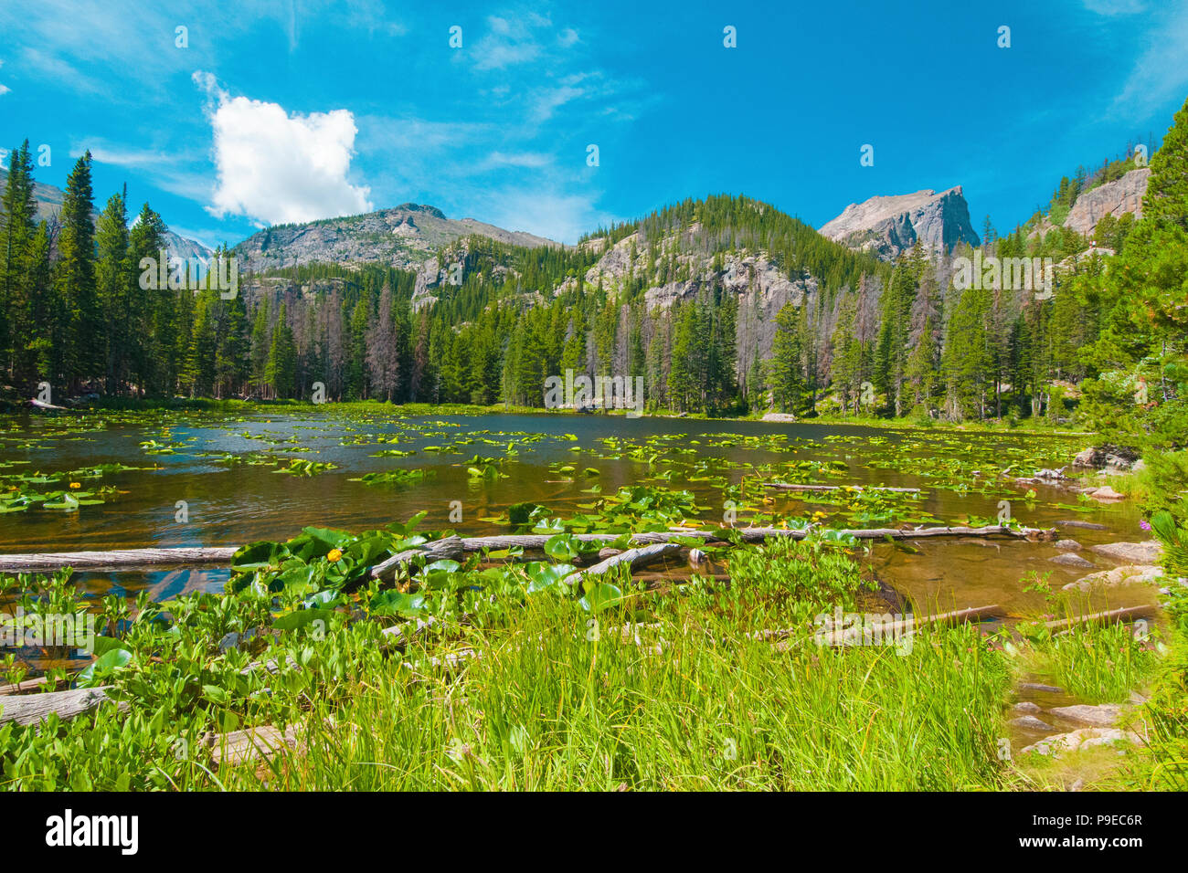 Nymph Lake in Rocky Mountain National Park. A small, but scenic lake ...