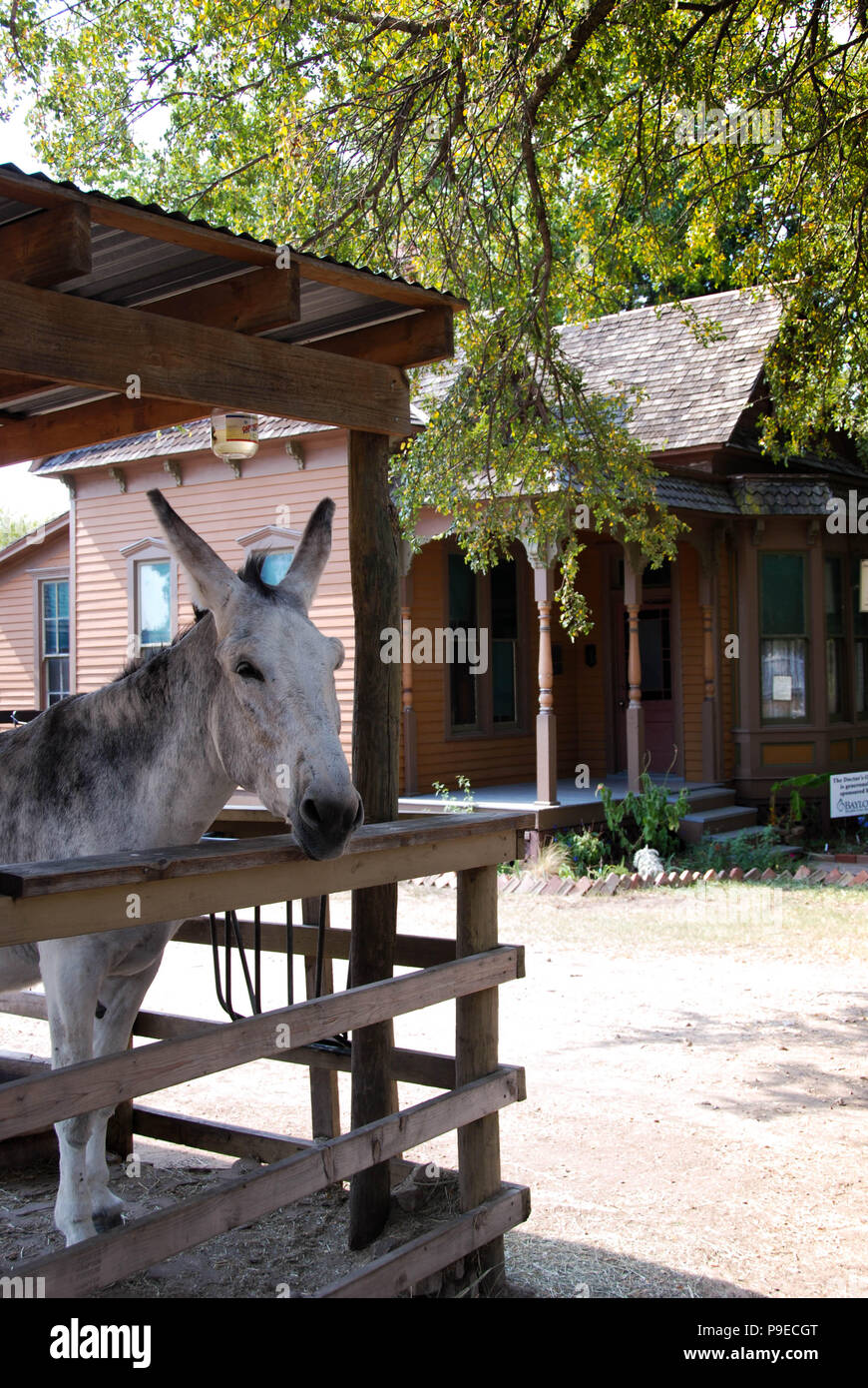 Donkey in stable hi-res stock photography and images - Alamy