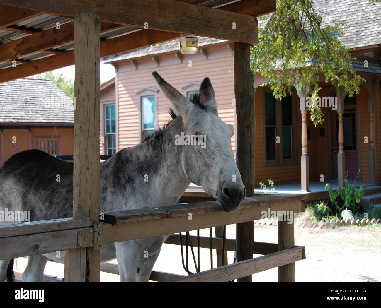 Donkey by stable hi-res stock photography and images - Alamy