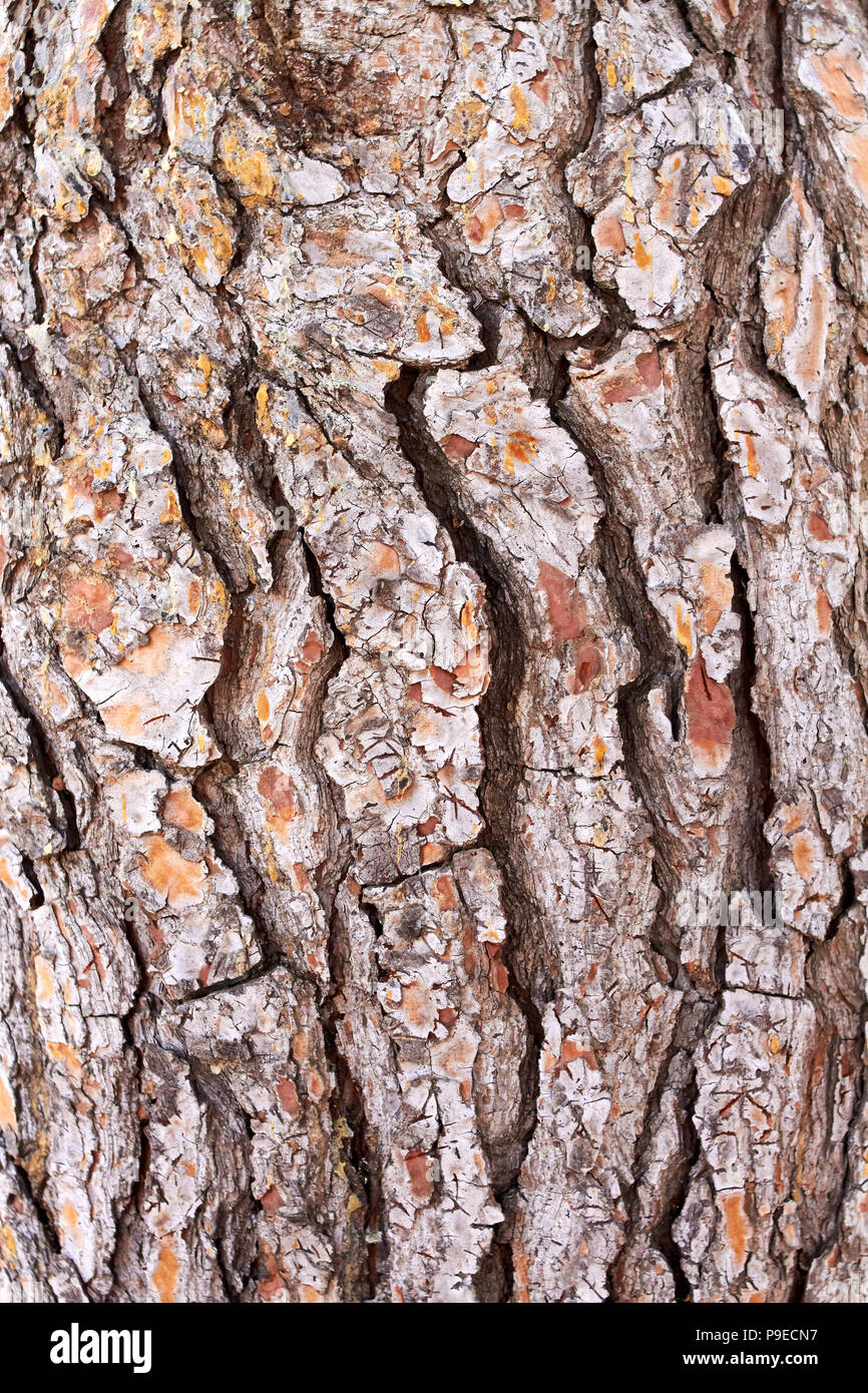 Dirty pine wood texture hi-res stock photography and images - Alamy