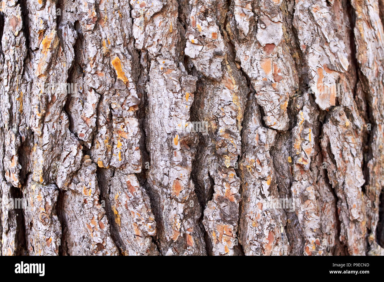 Dirty pine wood texture hi-res stock photography and images - Alamy