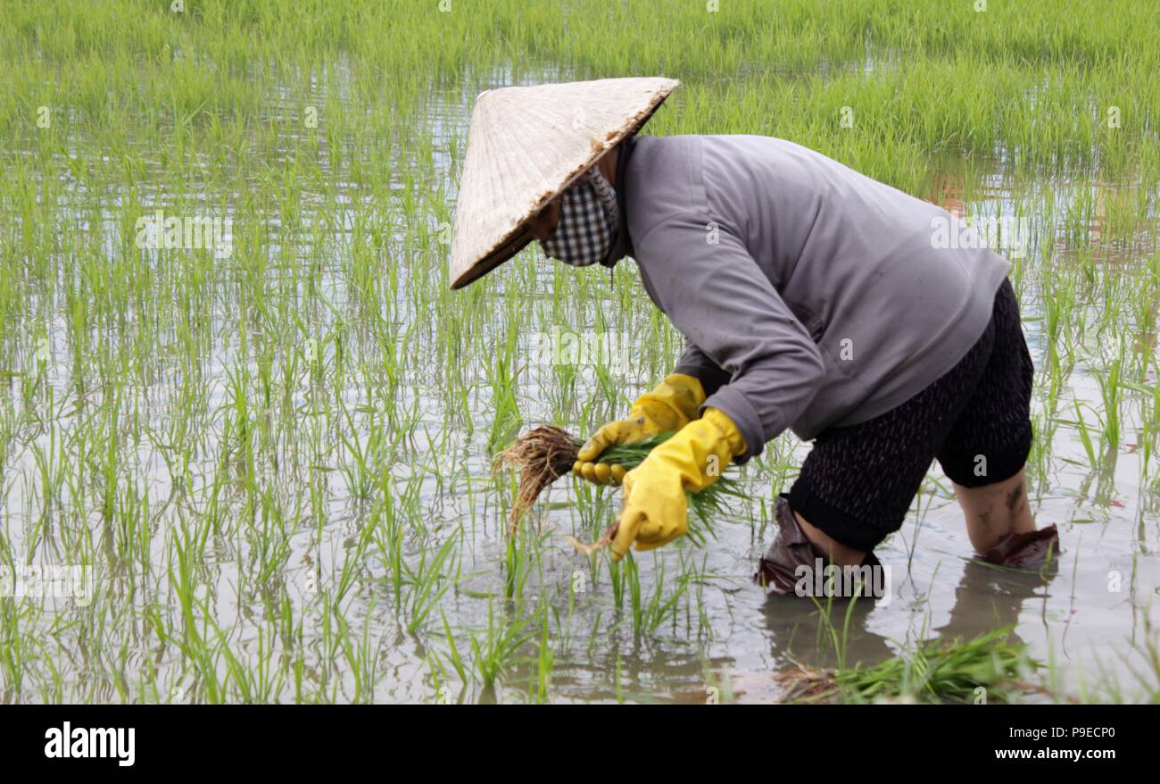 Woman Planting Rice near Da Nang, Vietnam Stock Photo - Alamy