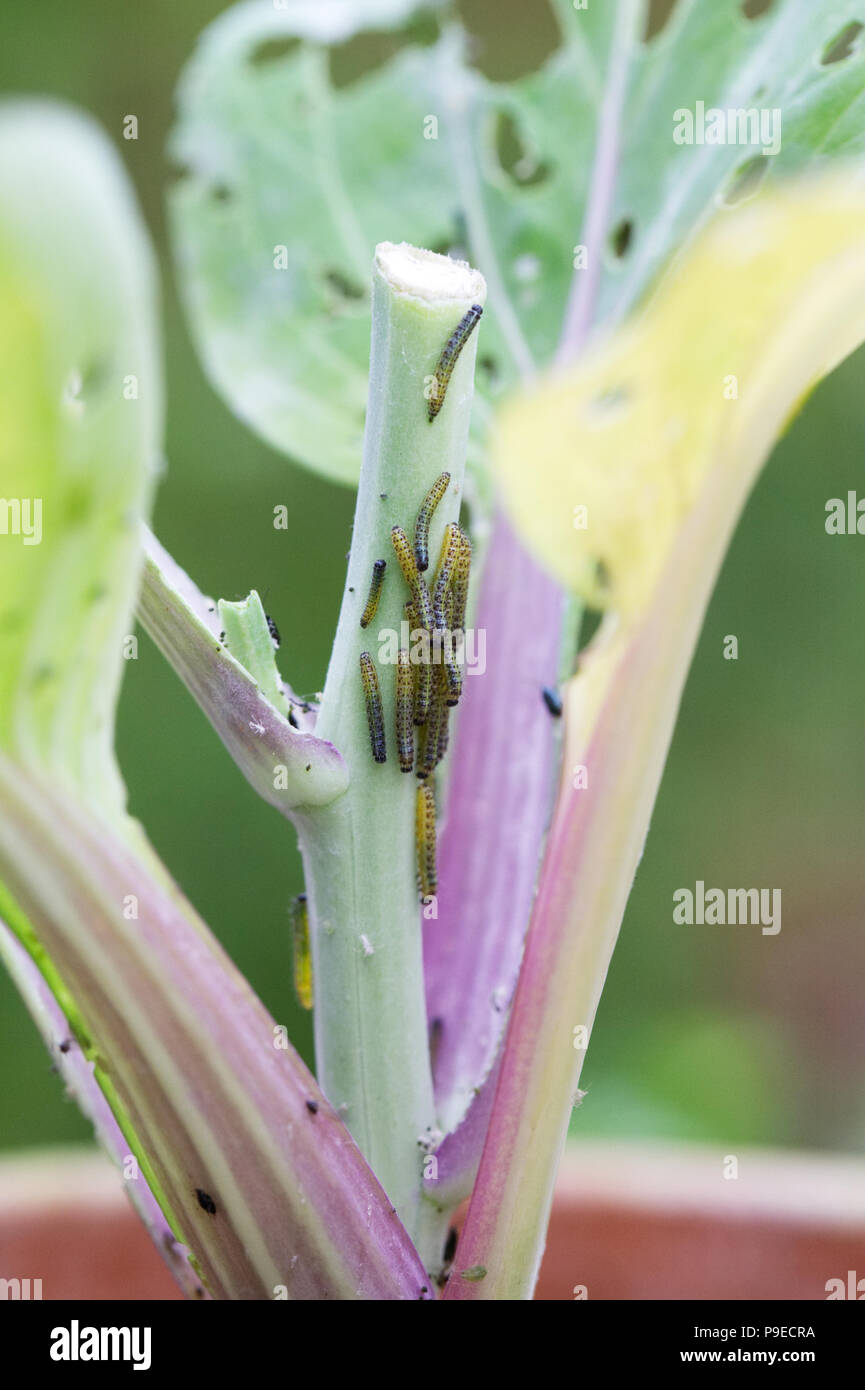 Caterpillar damage on a Pak Choi plant Stock Photo - Alamy