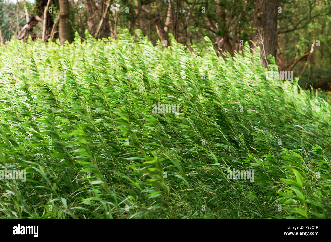 Tall brown grass blowing in hi-res stock photography and images - Alamy