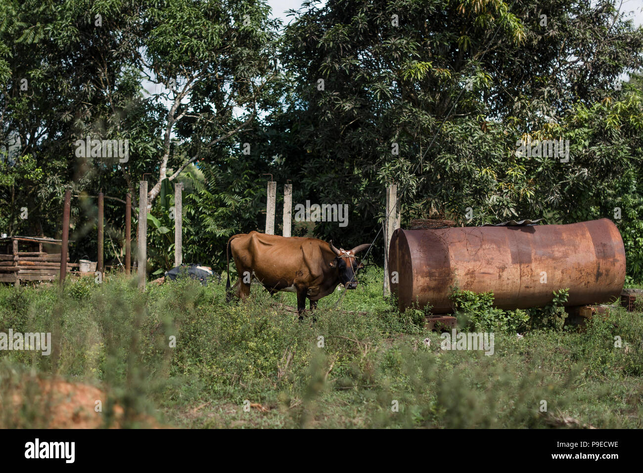 Ox in farm hi-res stock photography and images - Alamy