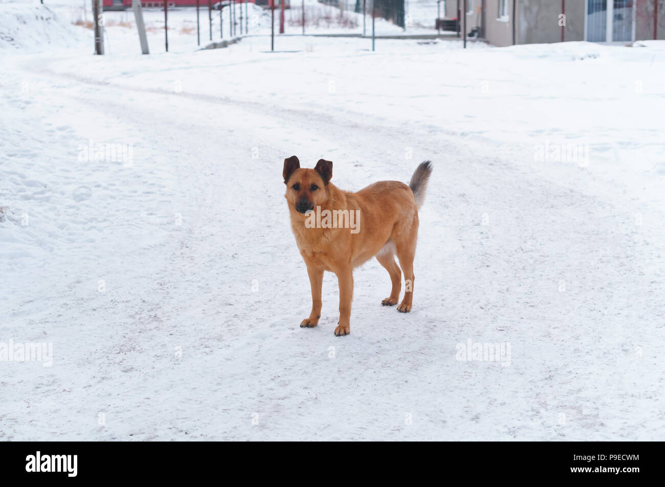 red dog in the snow, homeless big dog Stock Photo - Alamy