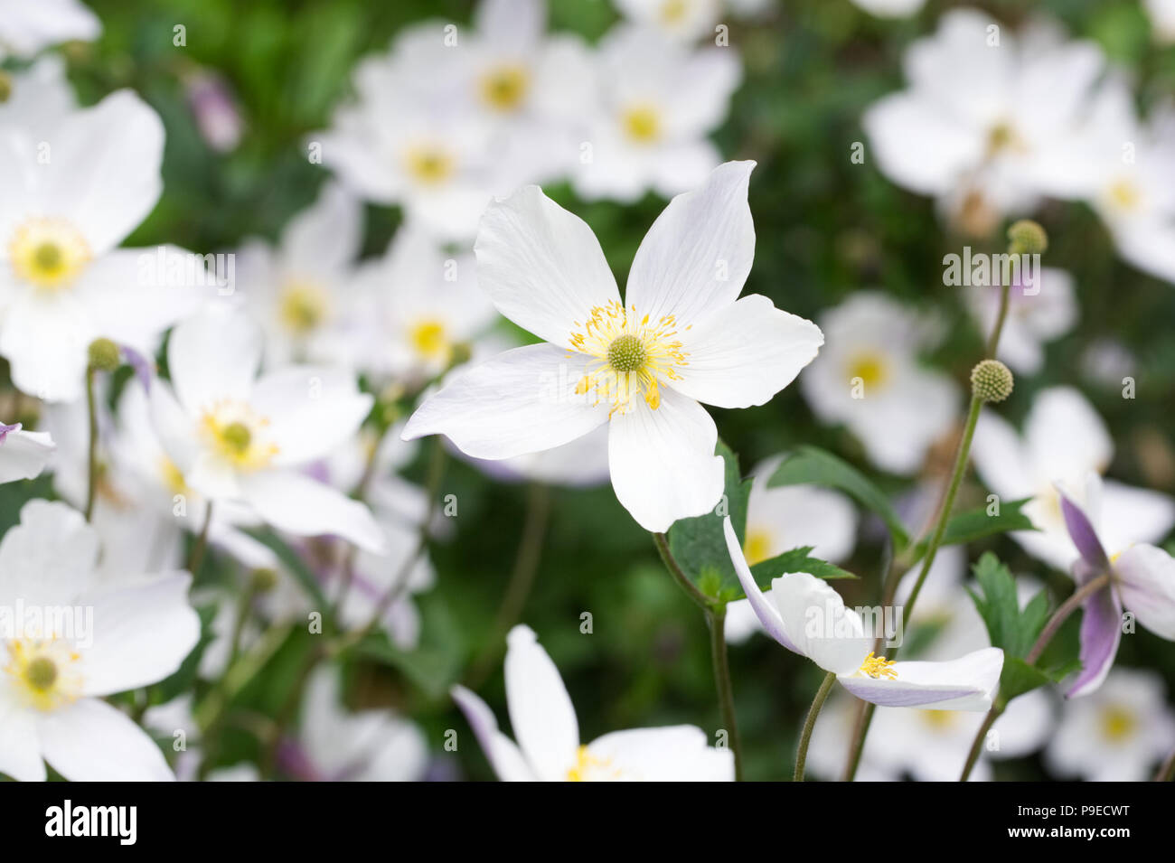 Anemone 'Wild Swan' growing in an English garden Stock Photo - Alamy