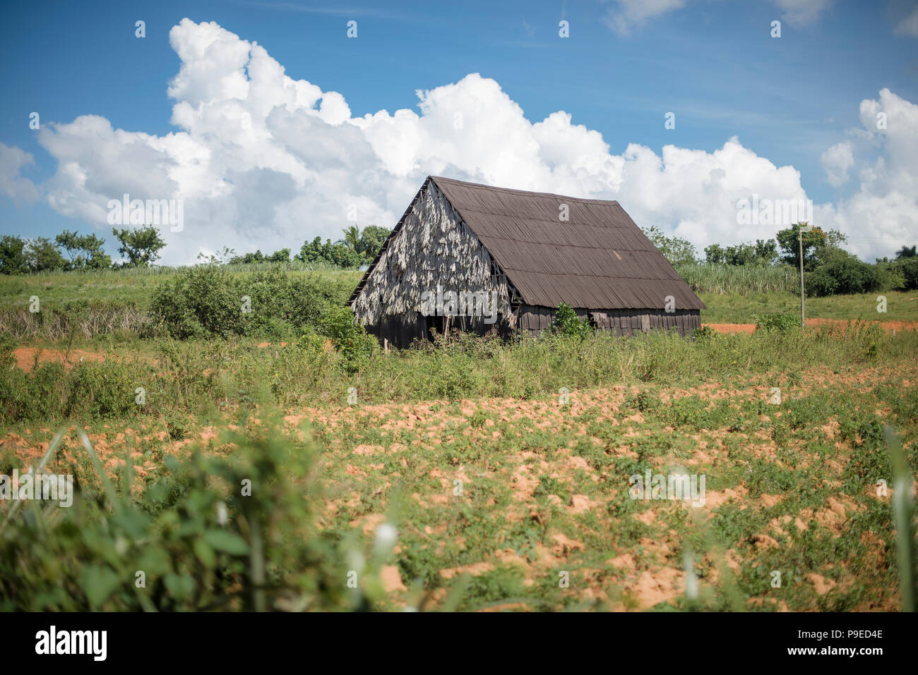 Cuban farmland hi-res stock photography and images - Alamy