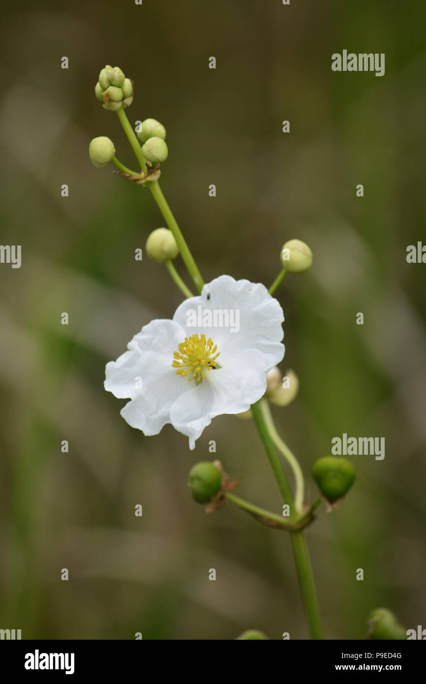 Gorgeous budding and flowering white plants in New Orleans Stock Photo ...