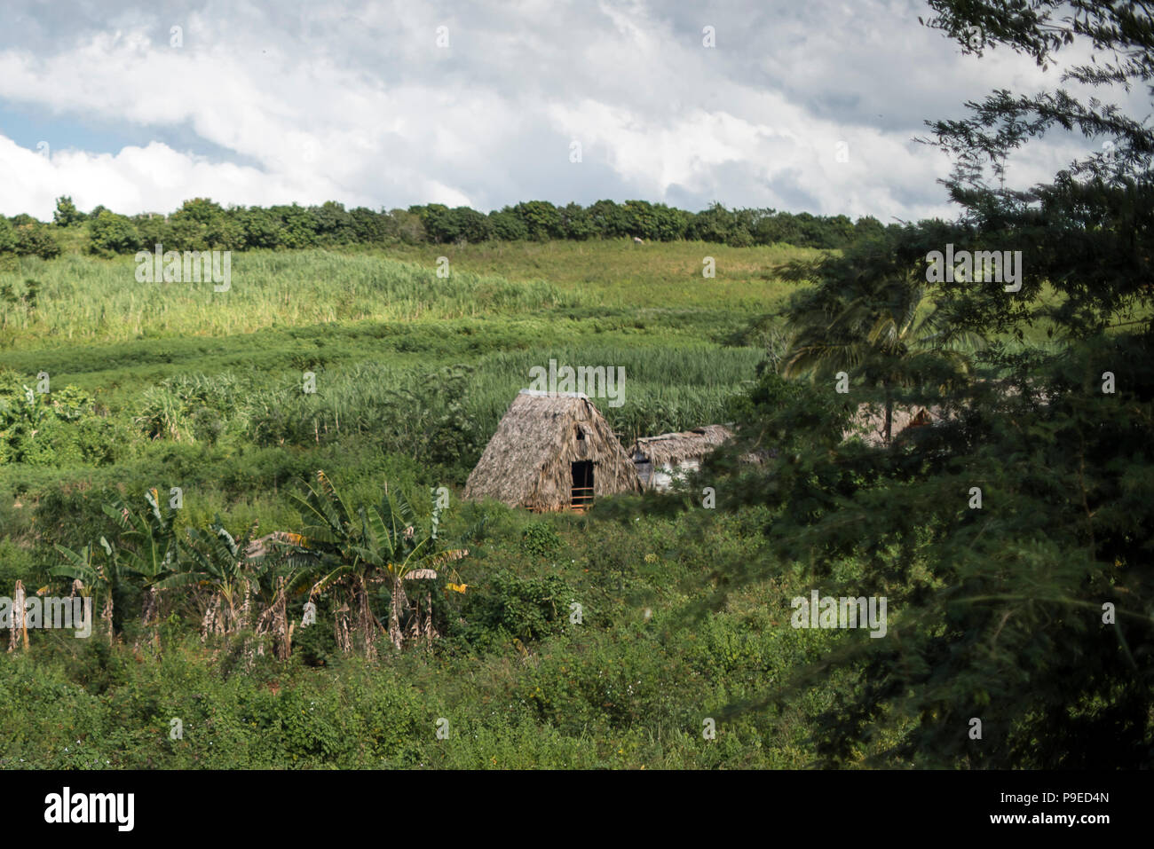Cuban farm landscape hi-res stock photography and images - Alamy