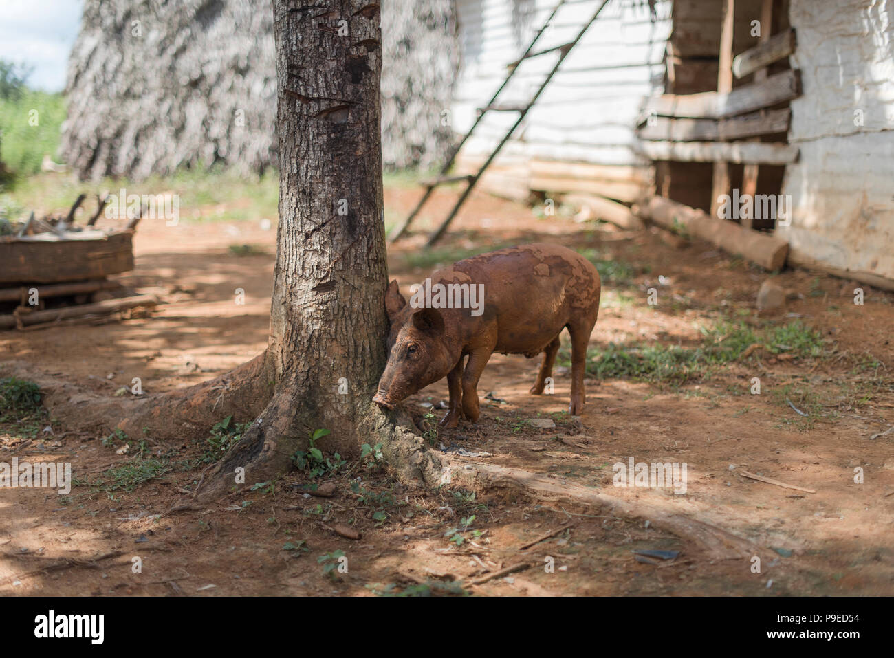 Big fat pig eating hi-res stock photography and images - Alamy