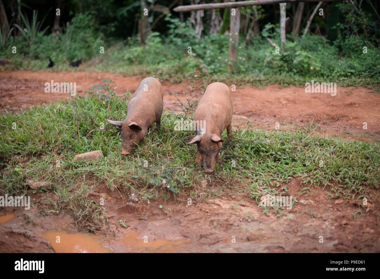 Two little pigs hi-res stock photography and images - Alamy