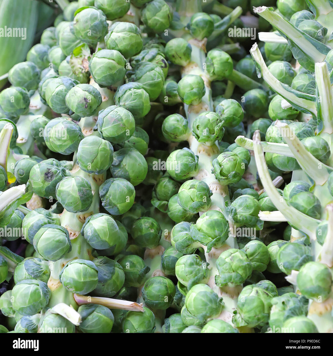 Brussels sprouts on stalks at farmers market Stock Photo - Alamy