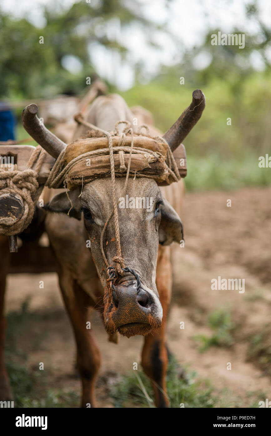 Cow pulling wagon hi-res stock photography and images - Alamy
