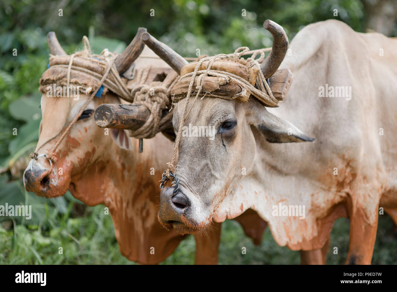 Cow pulling wagon hi-res stock photography and images - Alamy