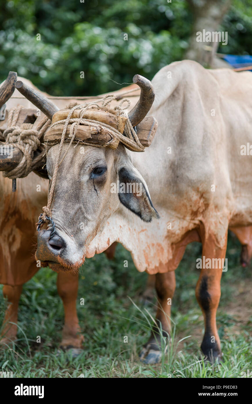 Oxen Harness High Resolution Stock Photography and Images - Alamy