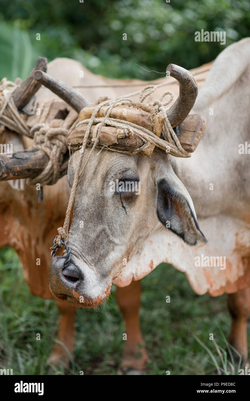 Oxen in harness hi-res stock photography and images - Alamy