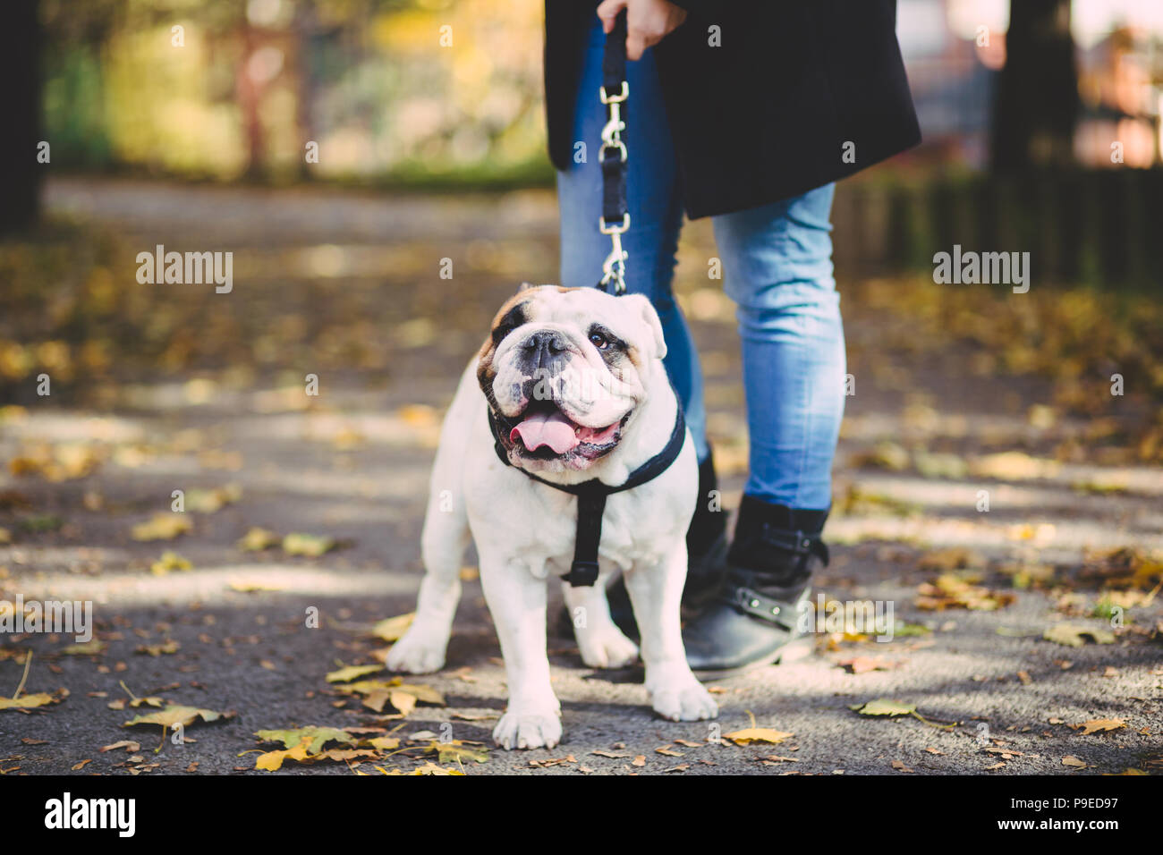Woman Walking Bulldog High Resolution Stock Photography and Images - Alamy