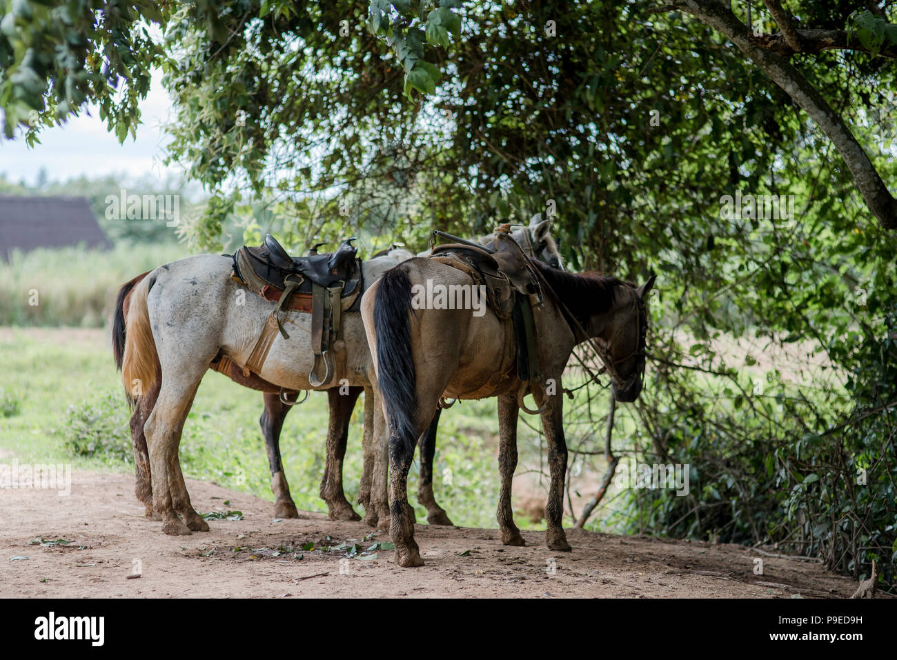 Riding horses through the trees hi-res stock photography and images - Alamy