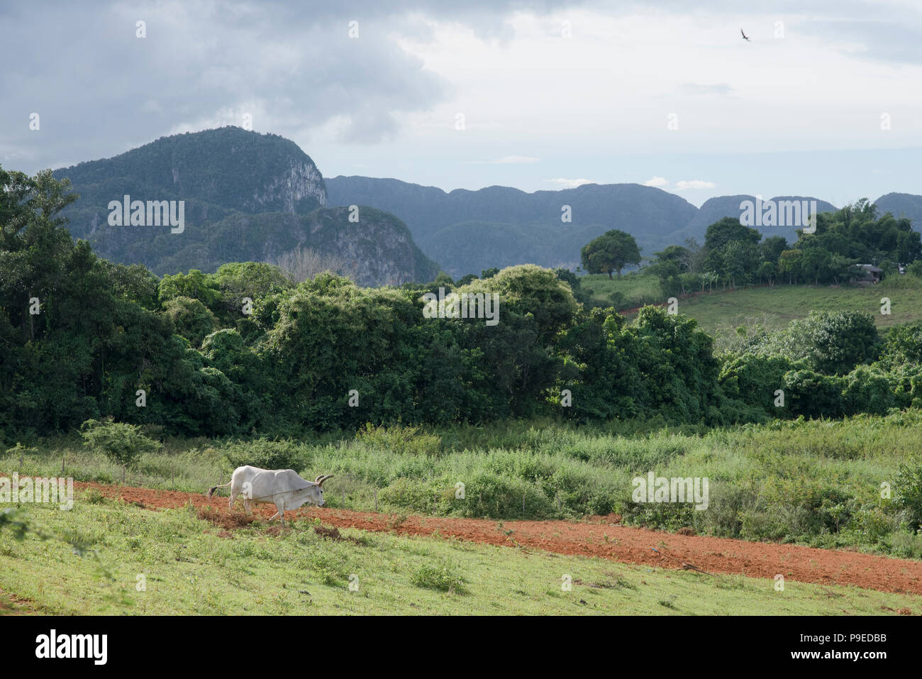 Cuban farming hi-res stock photography and images - Alamy