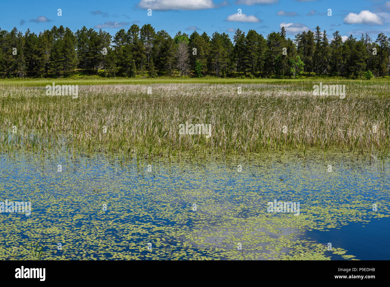 Seney hi-res stock photography and images - Alamy