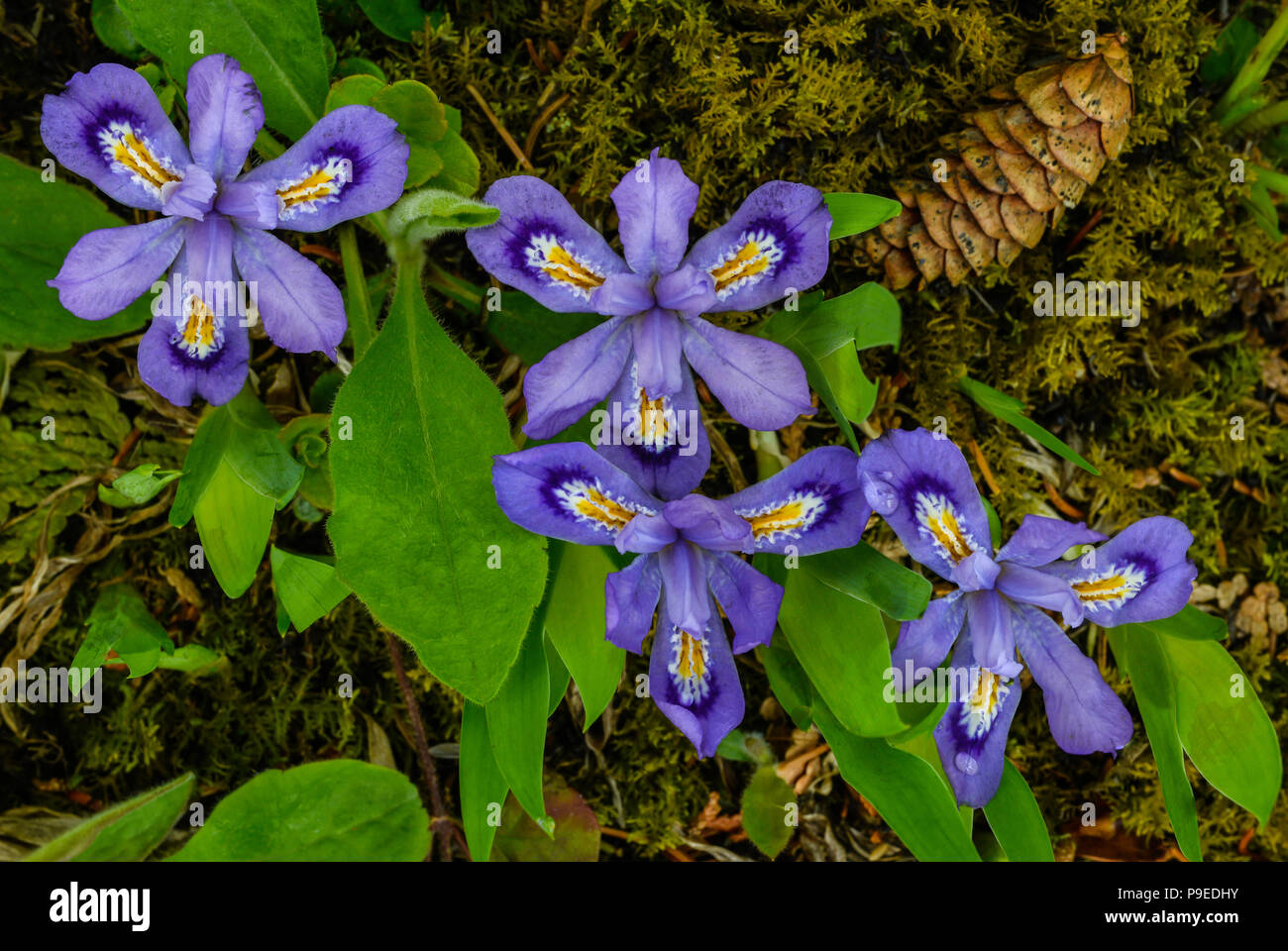Dwarf Lake Iris (Iris lacustris), blooming, Northern Great Lakes, USA ...