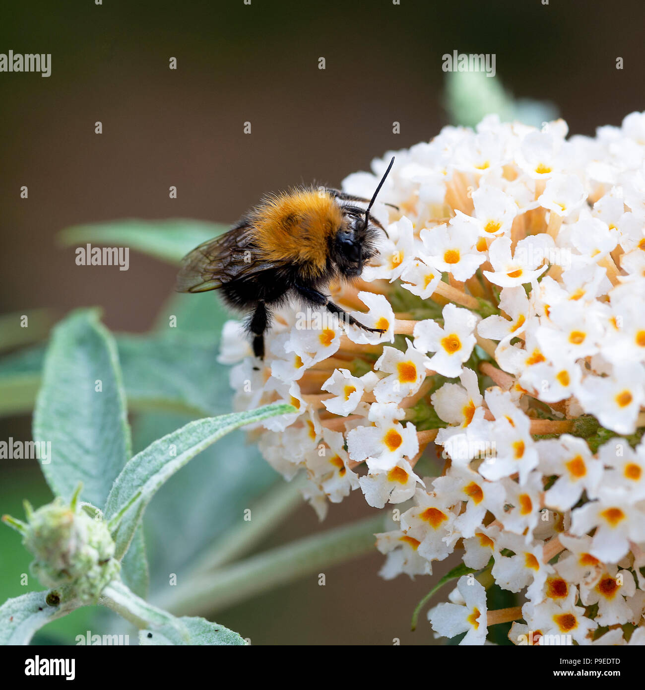 A Tree Bumblebee Seeking Nectar and Feeding on a White Buddleja Flower ...